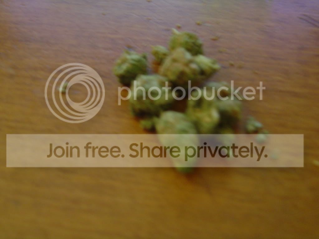 a little OG Kush and some Orange Kush from last week | Grasscity Forums ...