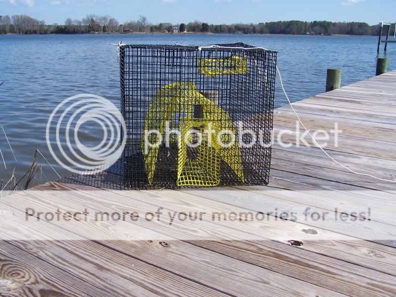 To Catch an EEL??? | Tidal Fish Forum