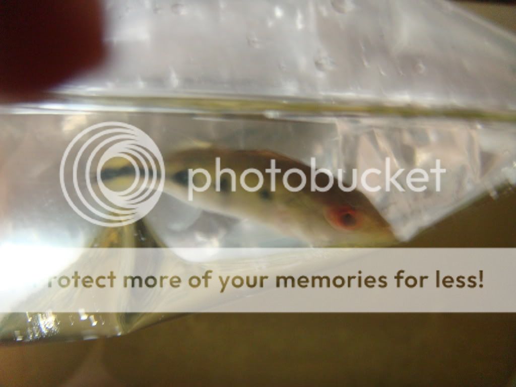 Peacock bass eye color & I.D. | MonsterFishKeepers.com