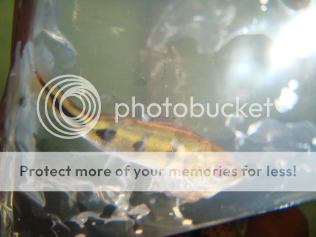 Peacock bass eye color & I.D. | MonsterFishKeepers.com