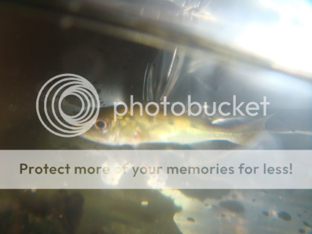 Peacock bass eye color & I.D. | MonsterFishKeepers.com