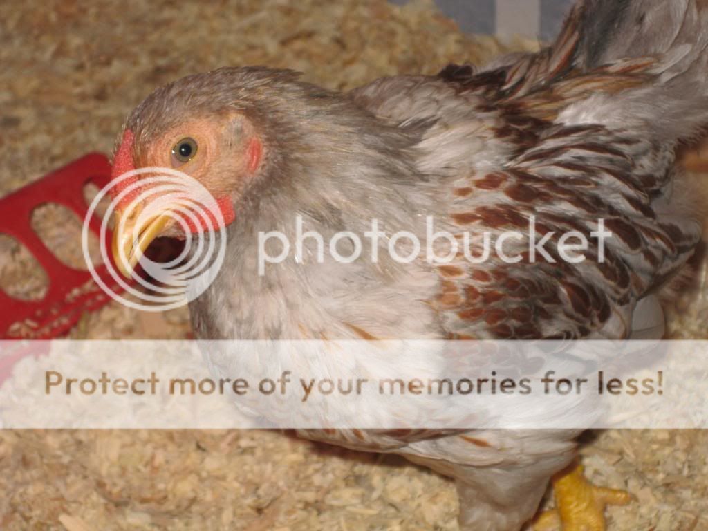 BLRW bantam chicks from Ideal | BackYard Chickens - Learn How to Raise ...