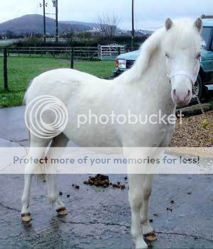 Dowhills Stud Top Class Ponies For Sale cheap!! | Horse Gossip