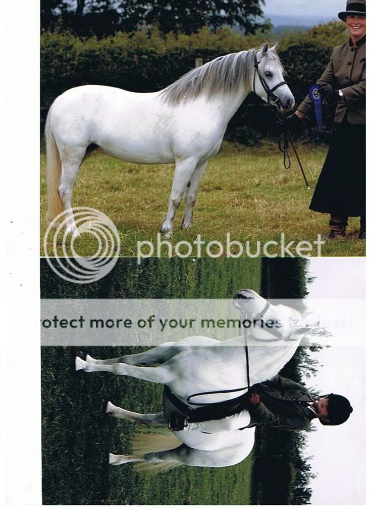 Dowhills Stud Top Class Ponies For Sale cheap!! | Horse Gossip